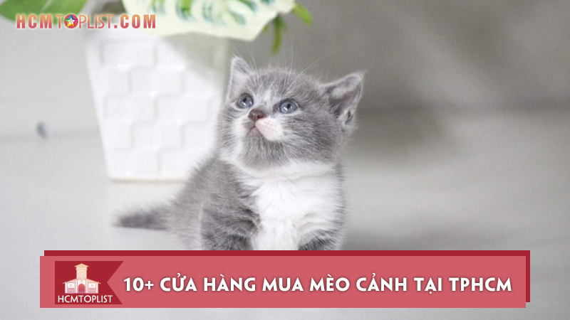 List 10+ cửa hàng mua mèo cảnh tại TPHCM đẹp, uy tín | HCMtoplist.com