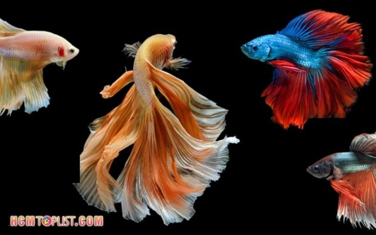 Top 6 địa chỉ mua cá Betta ở Sài Gòn đẹp và giá tốt