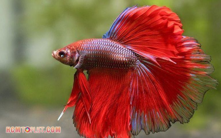 Top 6 địa chỉ mua cá Betta ở Sài Gòn đẹp và giá tốt