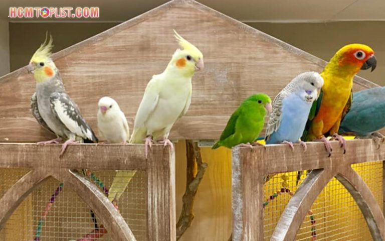 Top 10+ địa chỉ bán con vẹt ở Sài Gòn giống tốt