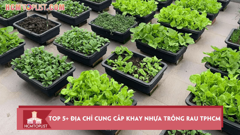 Top 5+ địa chỉ cung cấp khay nhựa trồng rau TPHCM giá rẻ | HCMtoplist