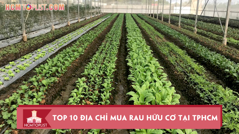Top 10 địa chỉ mua rau hữu cơ tại TPHCM sạch, an toàn nhất